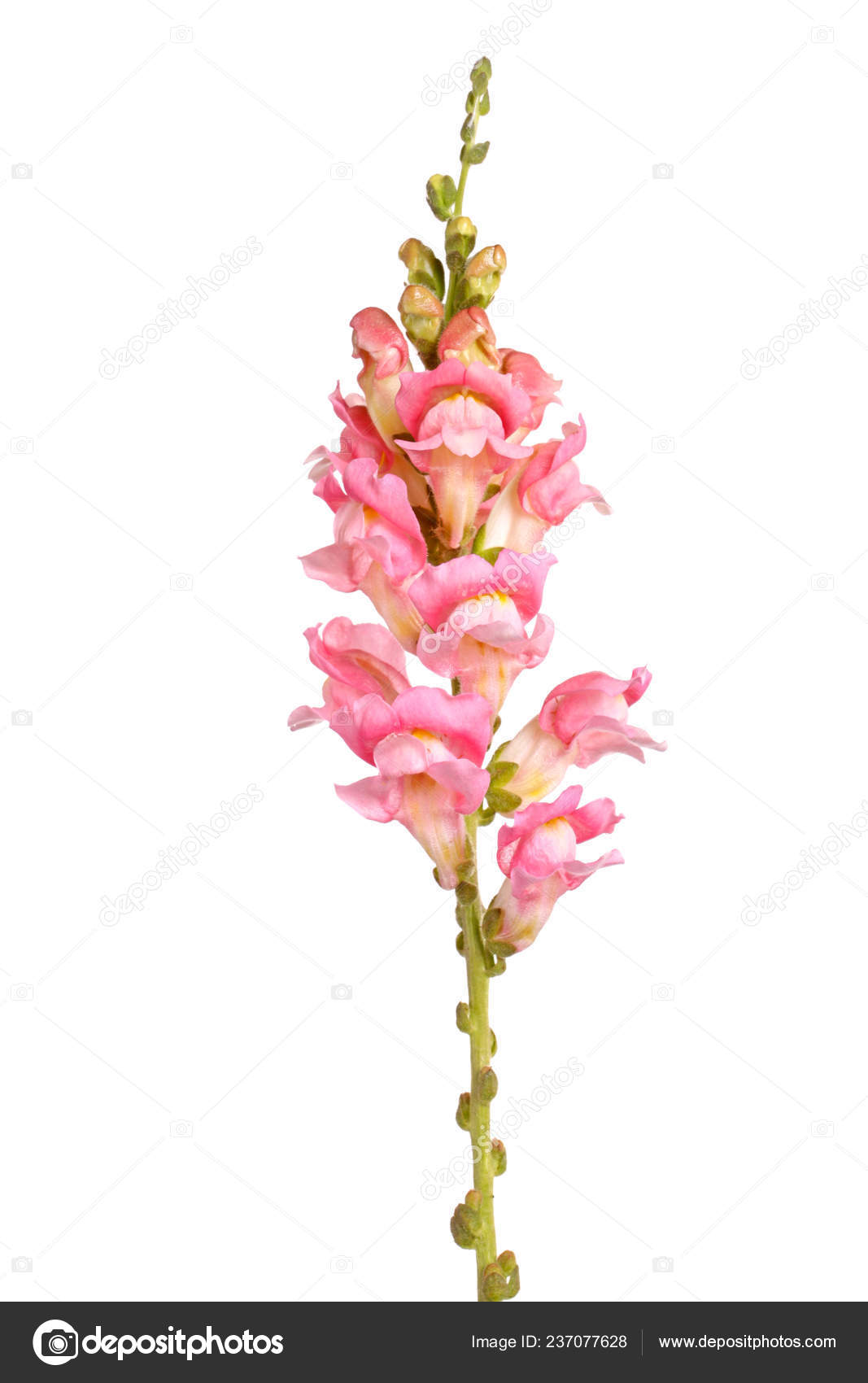 Single Flower With Stem White Background