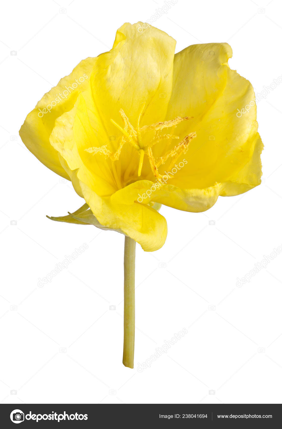 Stem Single Bright Yellow Flower Missouri Evening Primrose Oenothera ...