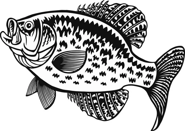 100,000 Crappie Vector Images | Depositphotos