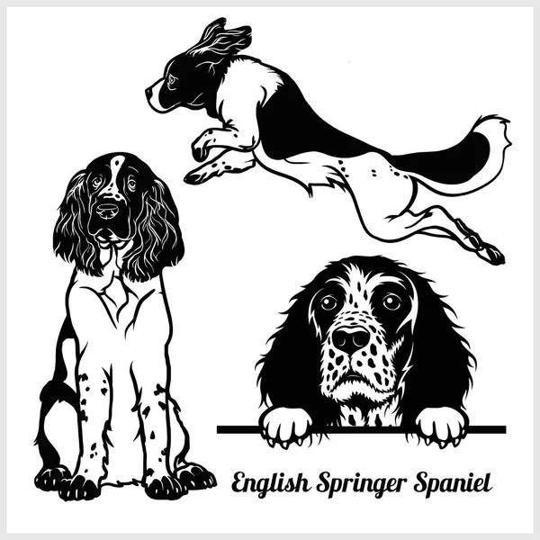 Springer spaniel head, Royalty-free Springer spaniel head Vector Images ...