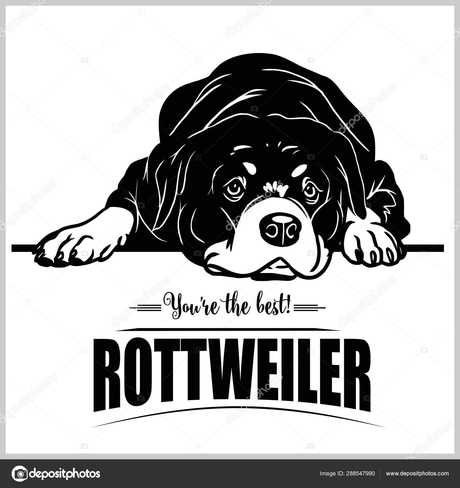 Rottweiler - vector illustration for t-shirt, logo and template badges ...