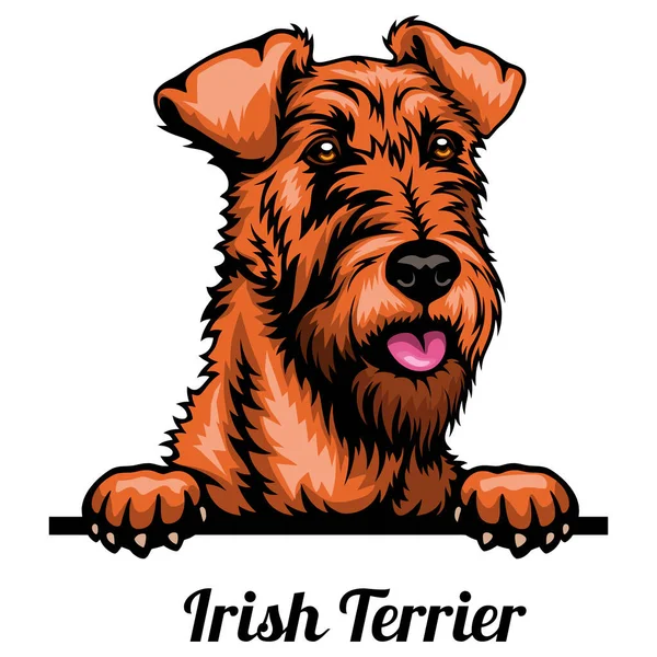 227 Irish terrier Vector Images | Depositphotos