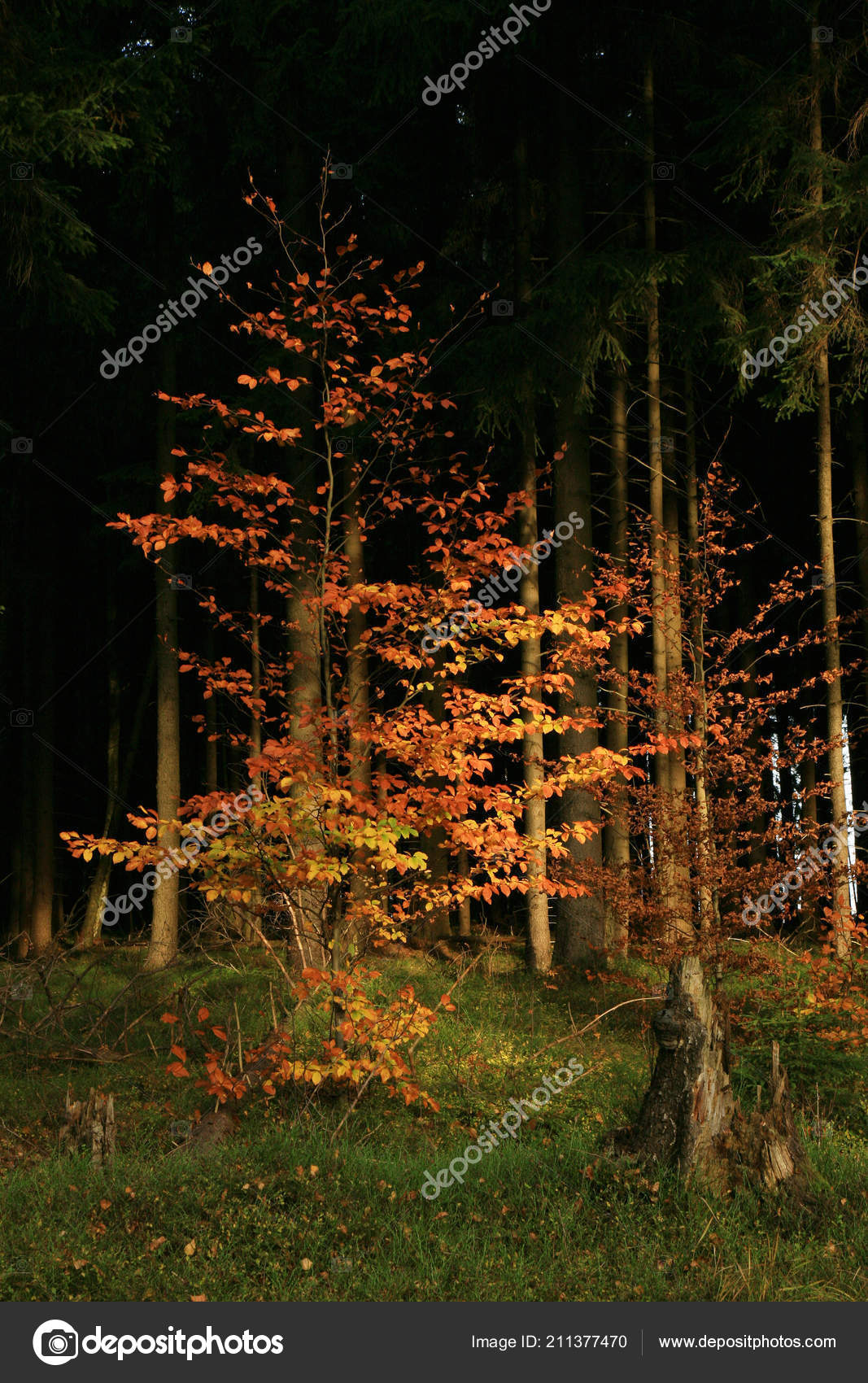 Young Beech Illuminated Rays Rising Sun Spruce Forest Beech Plantings ...