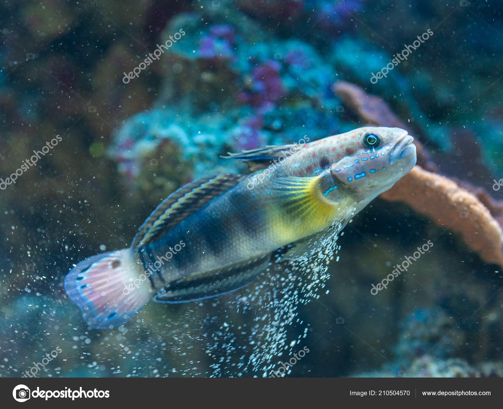 Green Banded Goby