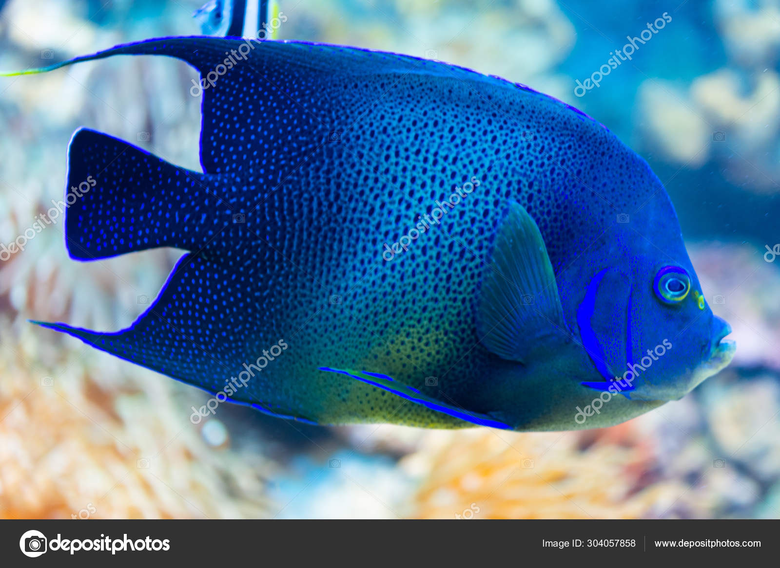 Koran Angelfish