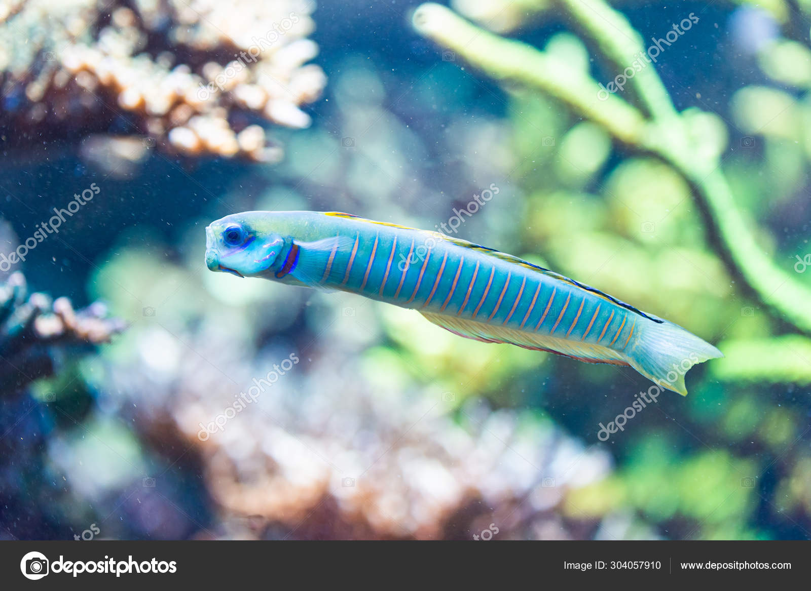 Dart Goby Fish Fresh Water