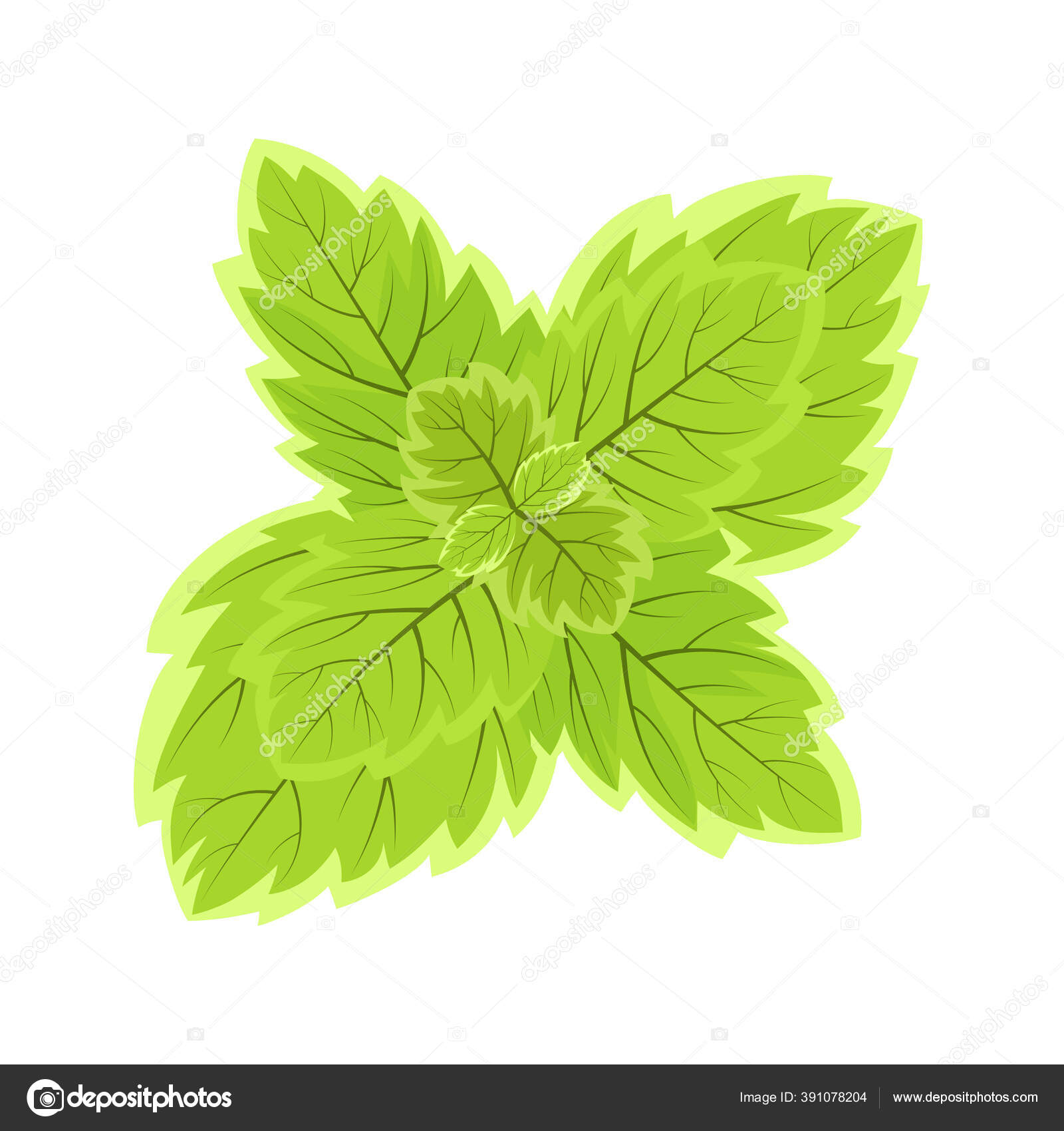 Mint Leaves Isolated White Background Vector Illustration Cute Green ...
