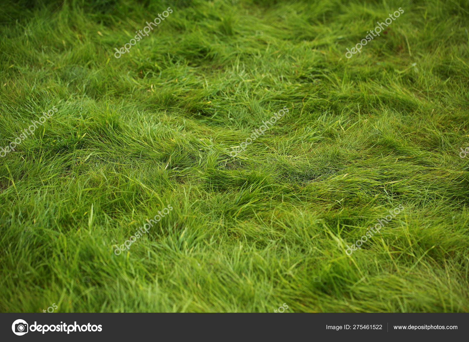 Césped Verde Césped Jardín Superficie — Foto de stock #275461522 © Omstudio