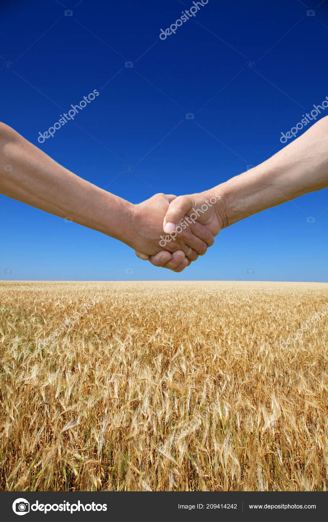 Male handshake on wheat field in summer time Stock Photo by ...