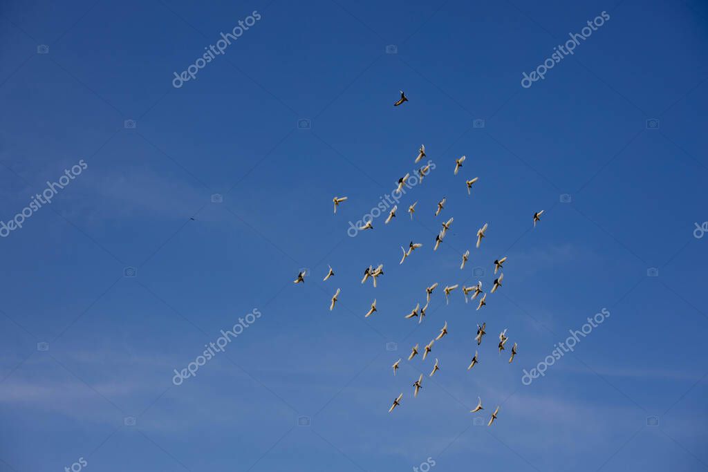 una bandada de palomas voladoras blancas volando contra un hermoso ...