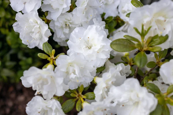 Fotos de Azalea white clusters, Imagens de Azalea white clusters sem ...