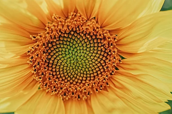 Sunflower core Stock Photos, Royalty Free Sunflower core Images ...