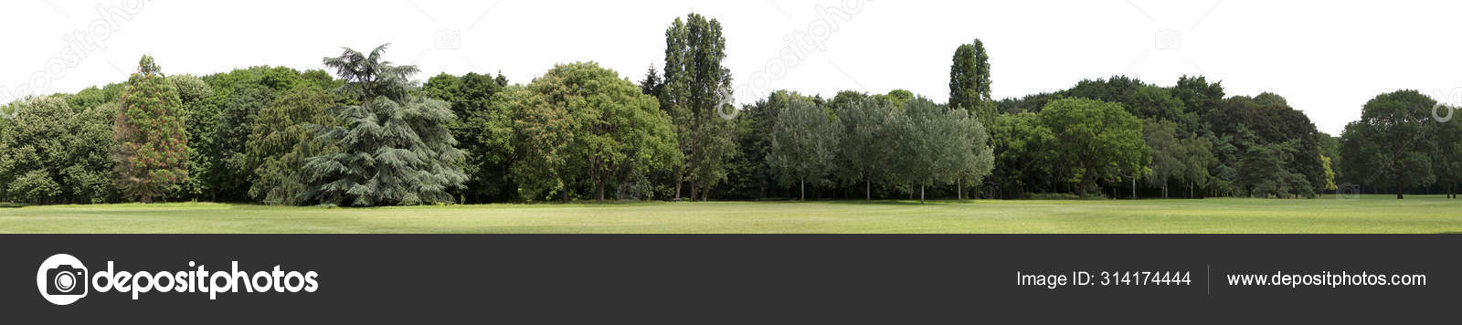 Very high definition Treeline isolated on a white background Stock ...