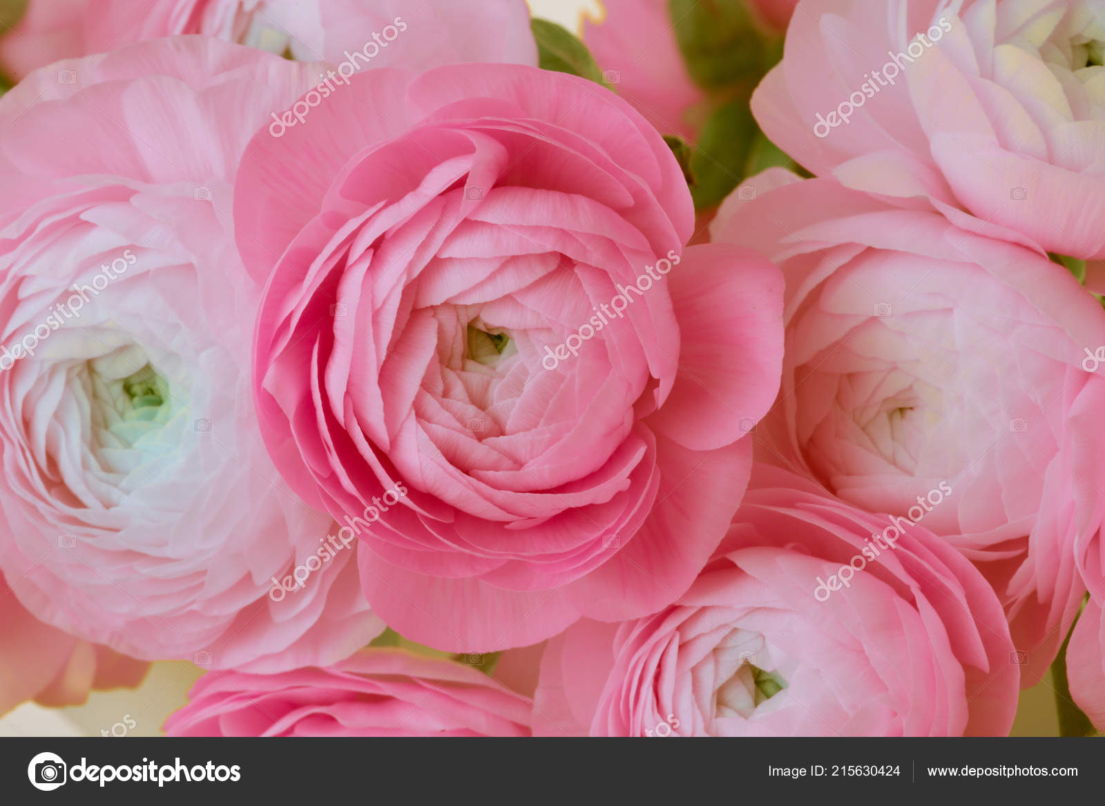 Pink Anemone Flowers Bouquet