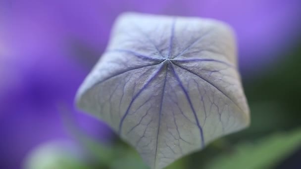 Flower Also Known Chinese Bellflower Looks Balloon Opening — Stock ...