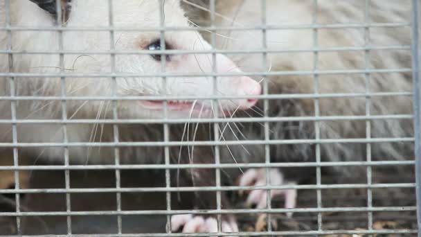 1,009 Trapped animal Videos, Royalty-free Stock Trapped animal Footage ...