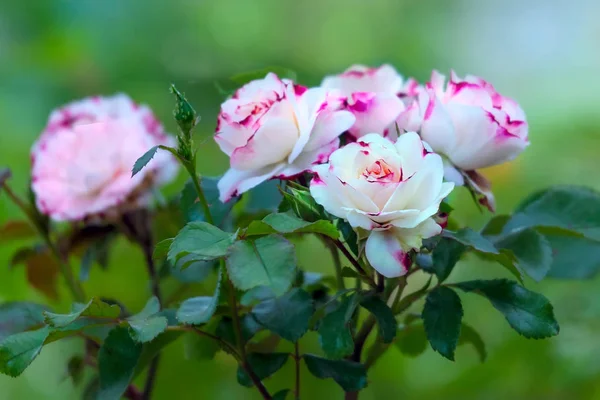 Pink roses — Stock Photo © geniuslady #2291250