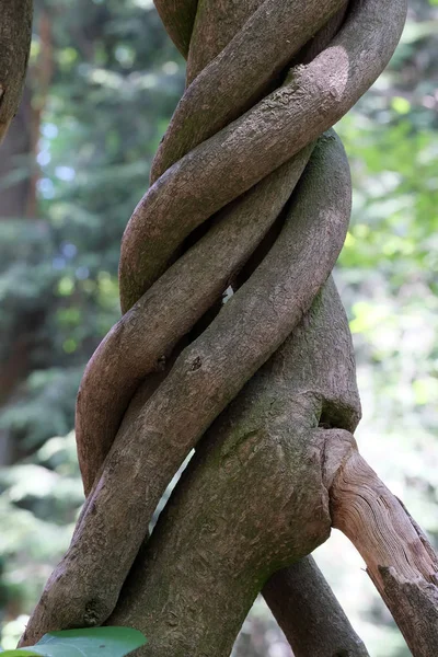 Double helix tree Stock Photos, Royalty Free Double helix tree Images ...