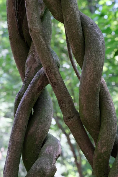 Double helix tree Stock Photos, Royalty Free Double helix tree Images ...