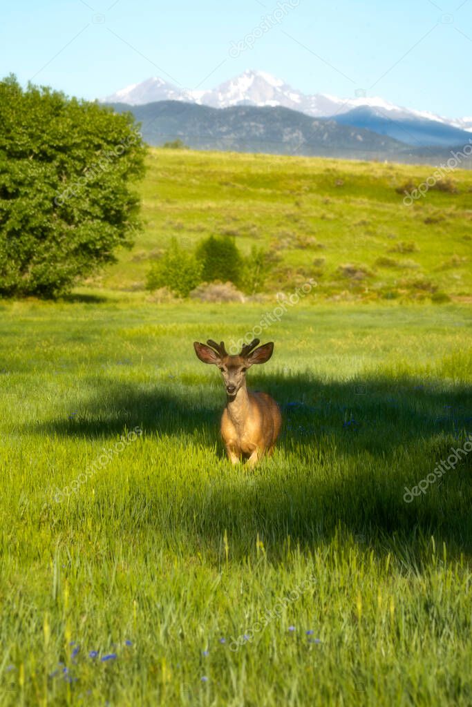 Un ciervo disfruta del sol de la mañana en el prado verde con el pico ...