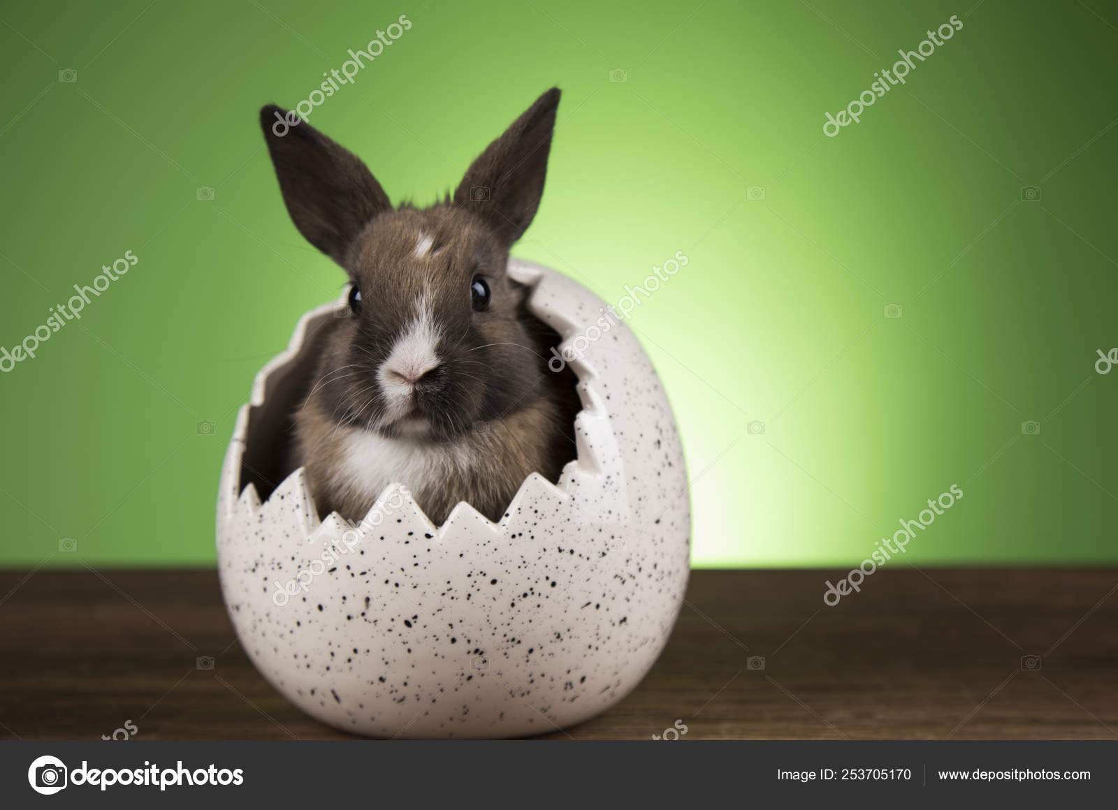 Little cute baby rabbit and easter eggs Stock Photo by ©JanPietruszka ...