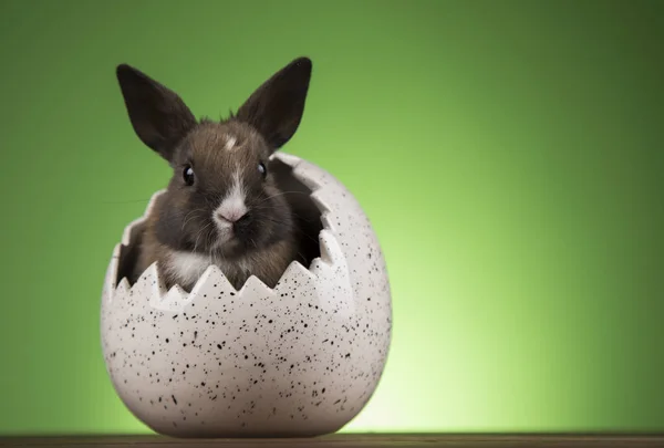 Little cute baby rabbit and easter eggs — Stock Photo © JanPietruszka ...