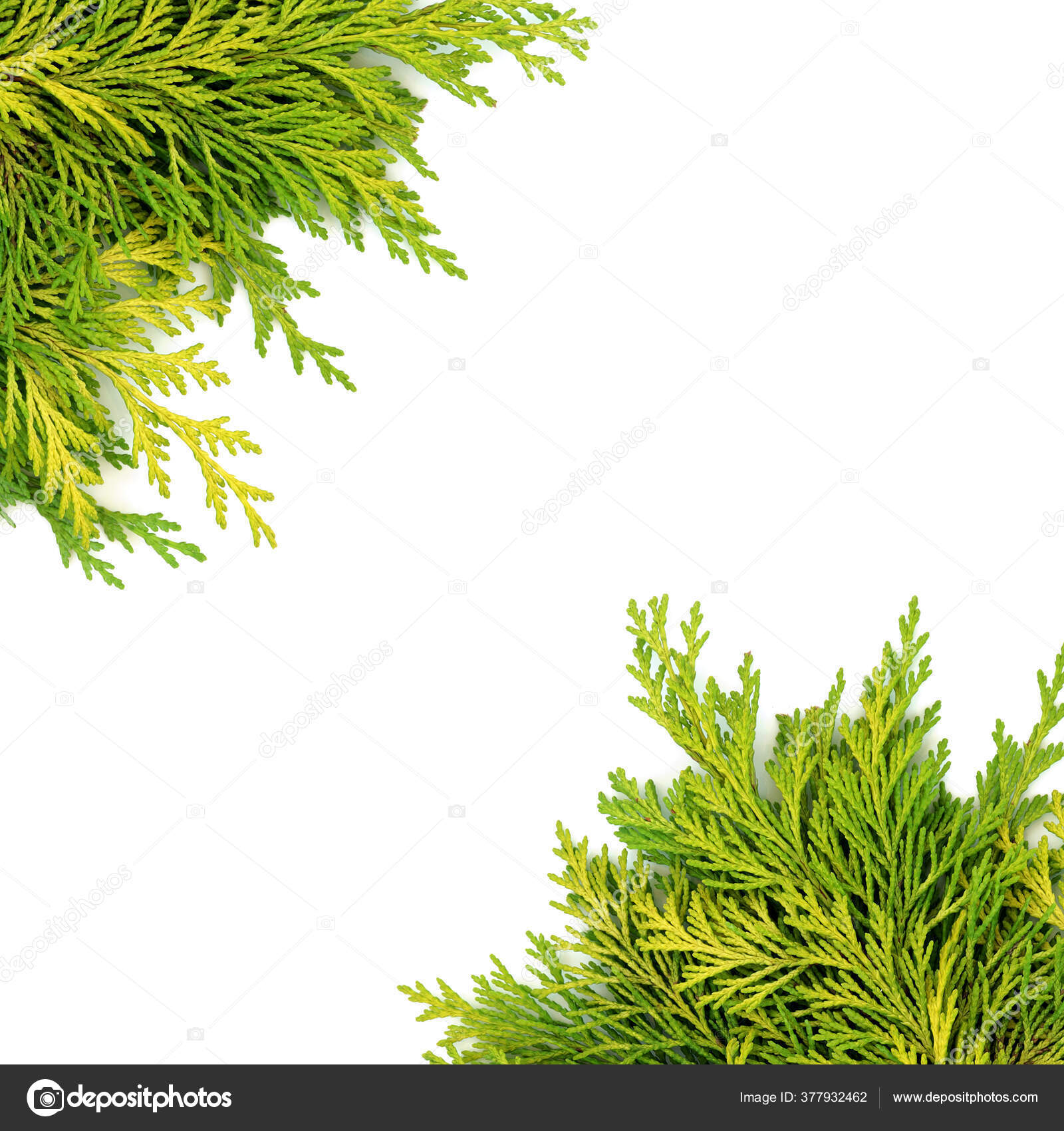 Cedar Cypress Leylandii Fir Border White Background Winter Greenery ...
