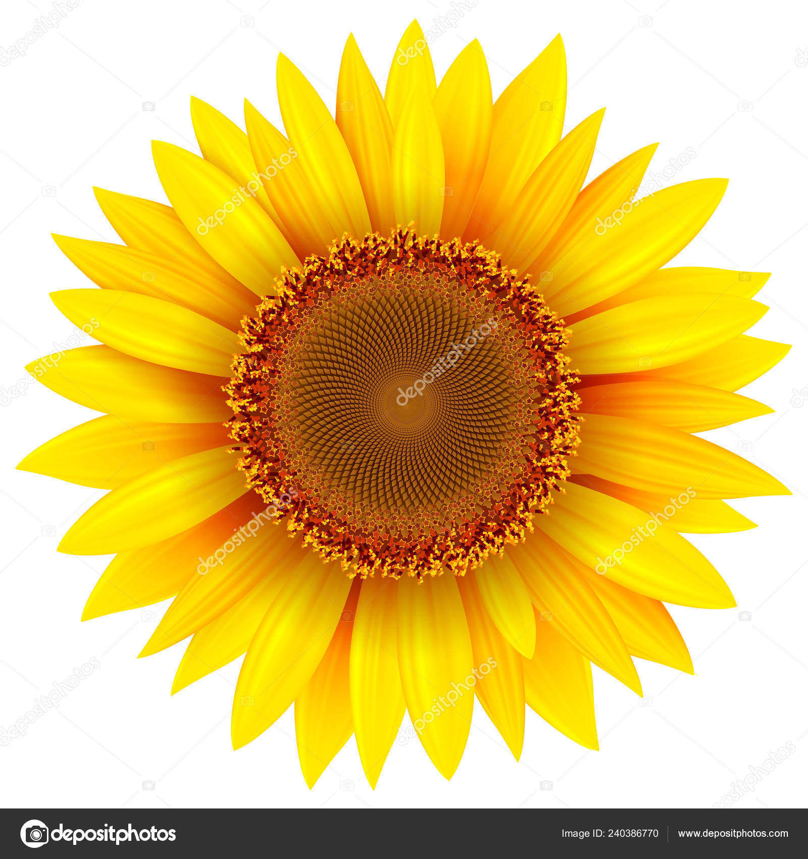 Girasol Aislado Ilustración Vectorial Vector de stock #240386770 de ...