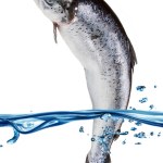 Fish jumping out of the water, with some splashes. Stock Photo by ...