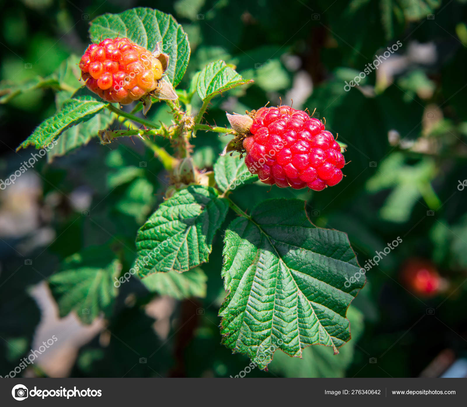 Ripe raspberries grow on a tree. The time of harvest. — Stock Photo ...