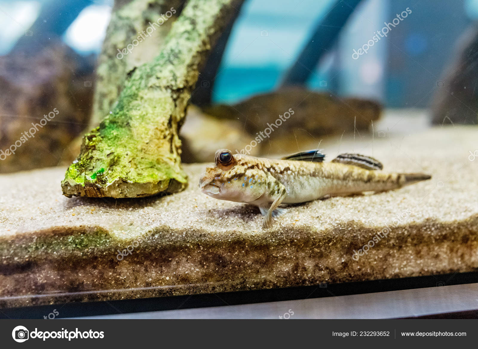 Mudskipper Fish Tank