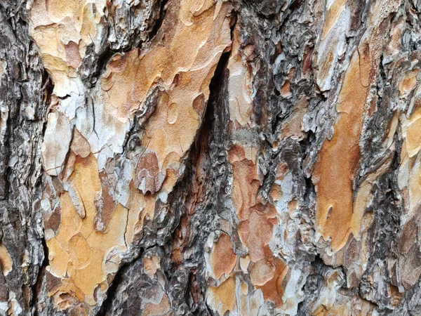 Jagged bark Stock Photos, Royalty Free Jagged bark Images | Depositphotos