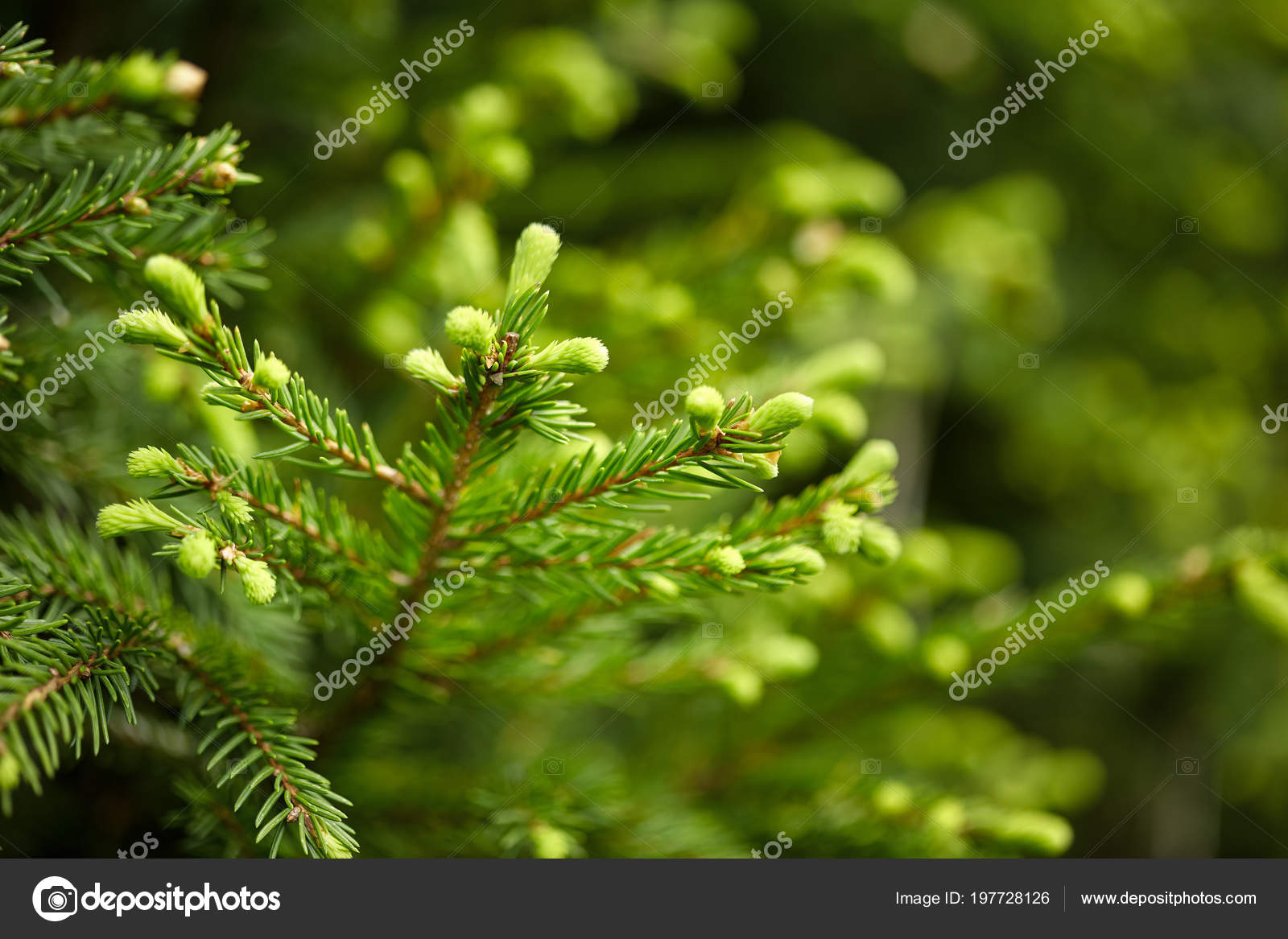Close View Fir Branches Young Buds — Stock Photo © Xalanx #197728126