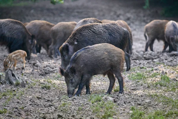 Feral hogs Stock Photos, Royalty Free Feral hogs Images | Depositphotos