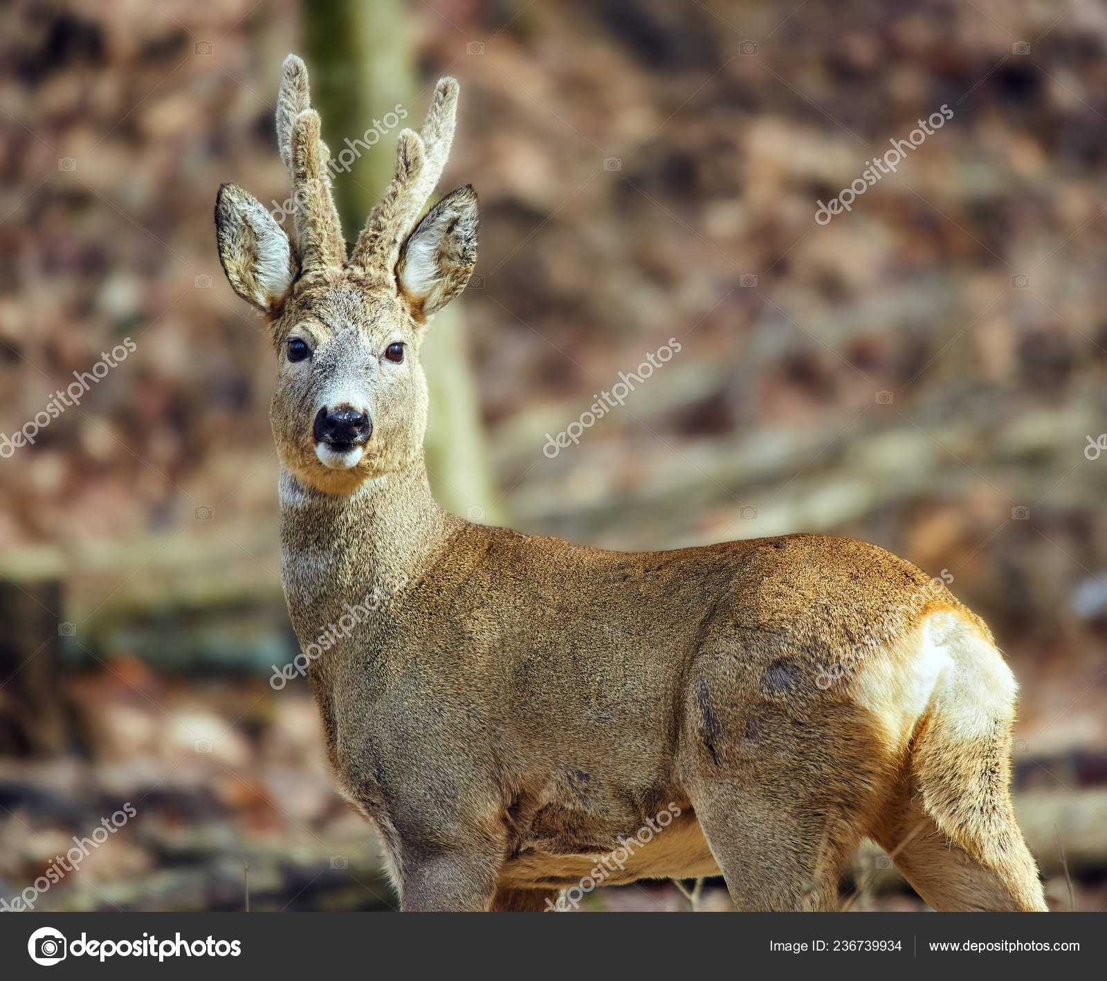 Single Roe Buck Forest Fluffy Horns — Stock Photo © Xalanx #236739934