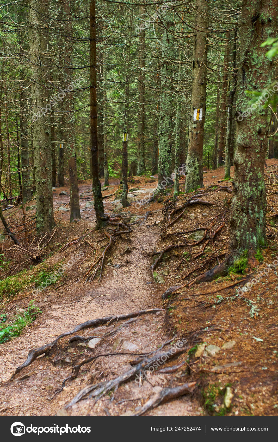 Trail Forest Beech Pine Trees — Stock Photo © Xalanx #247252474