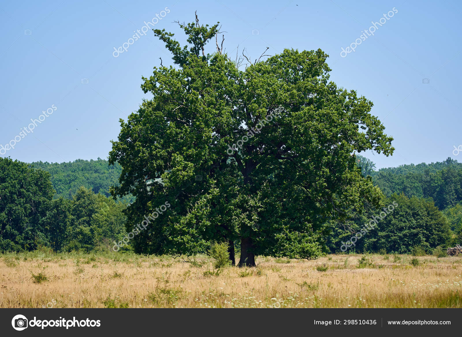 Centennial Oak Tree Front Forest Stock Photo by ©Xalanx 298510436