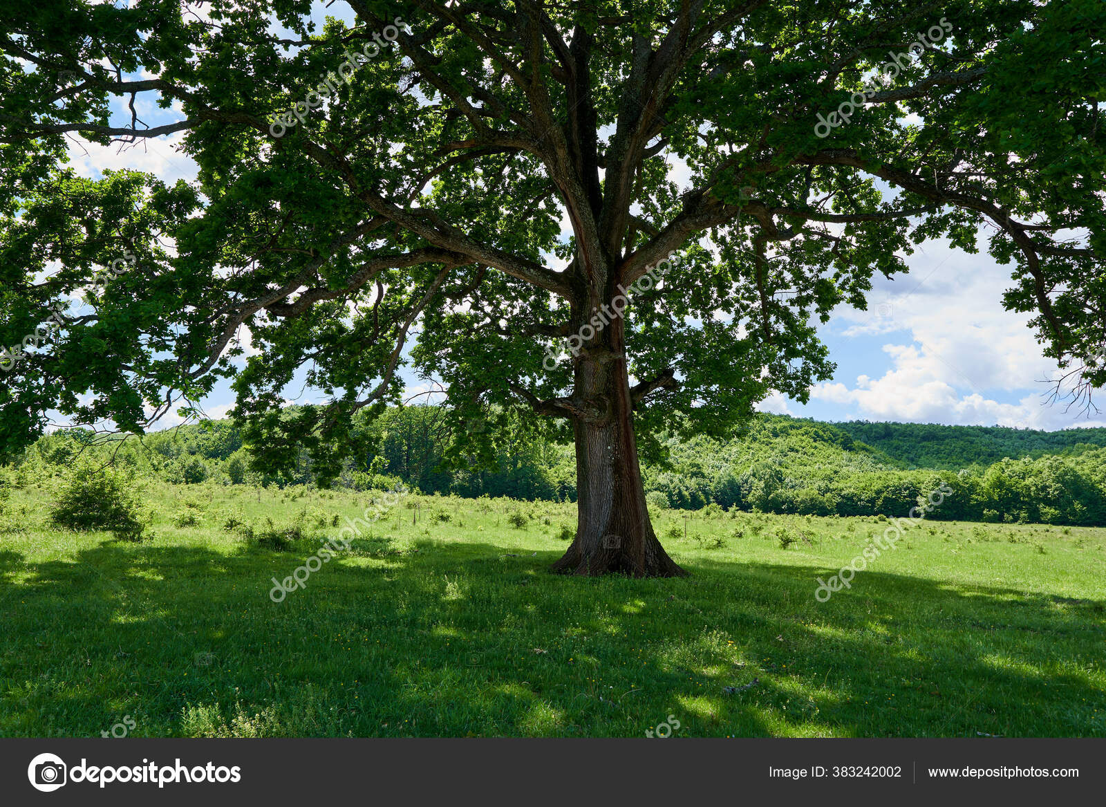 Big Oak Tree Front Forest — Stock Photo © Xalanx #383242002