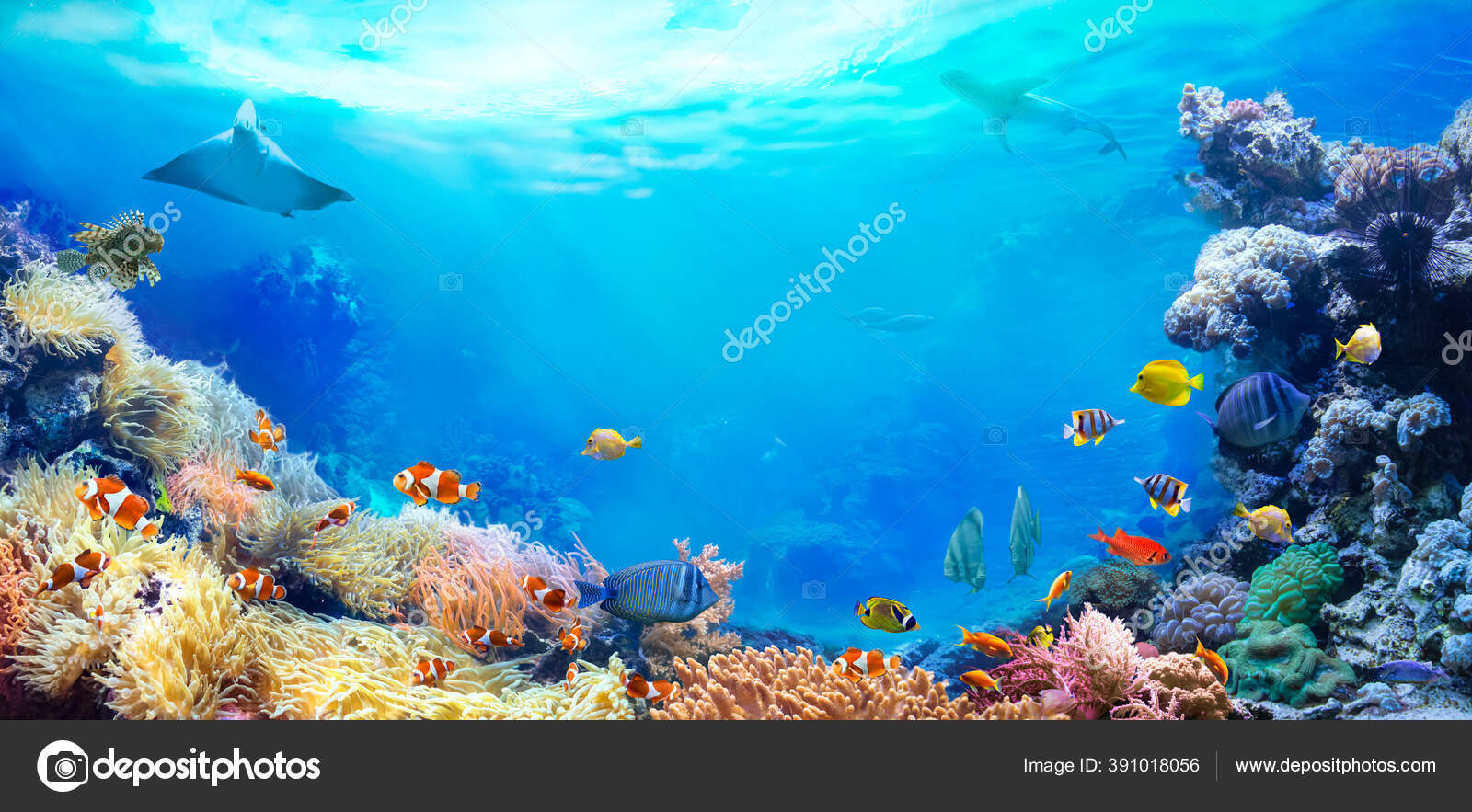 Panoramic View Coral Reef Animals Underwater Sea World Ecosystem ...