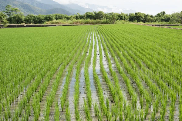 Landscape Green Paddy Farm Scenery Daytime Stock Photo by ©elwynn 214321112