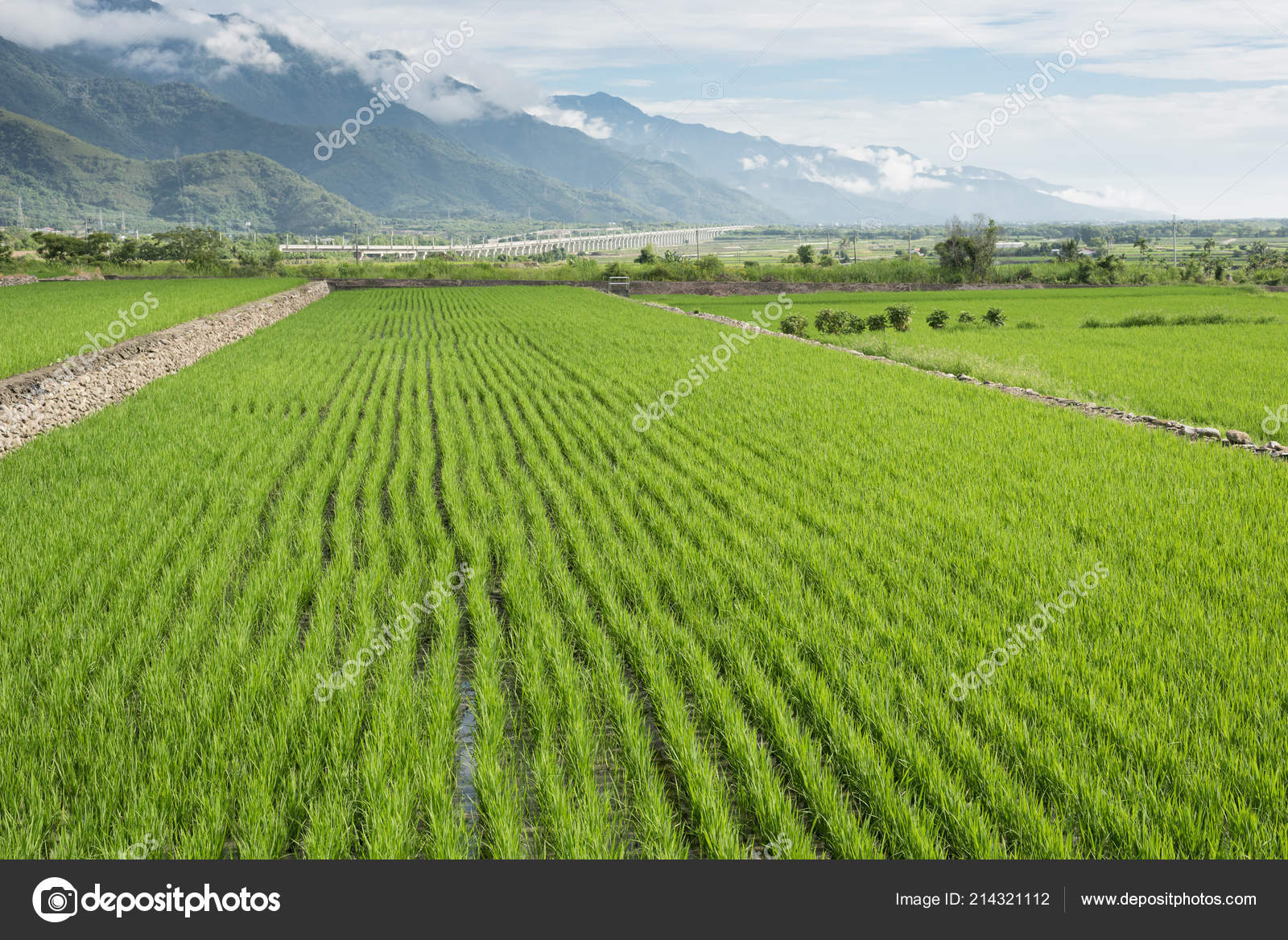 Landscape Green Paddy Farm Scenery Daytime Stock Photo by ©elwynn 214321112