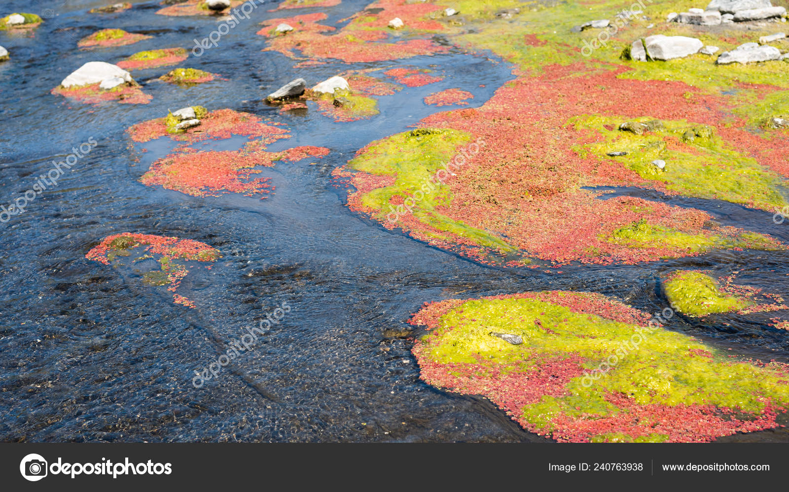 Colorful Red Azolla Floating River Winter Wujie Nantou Taiwan Stock ...
