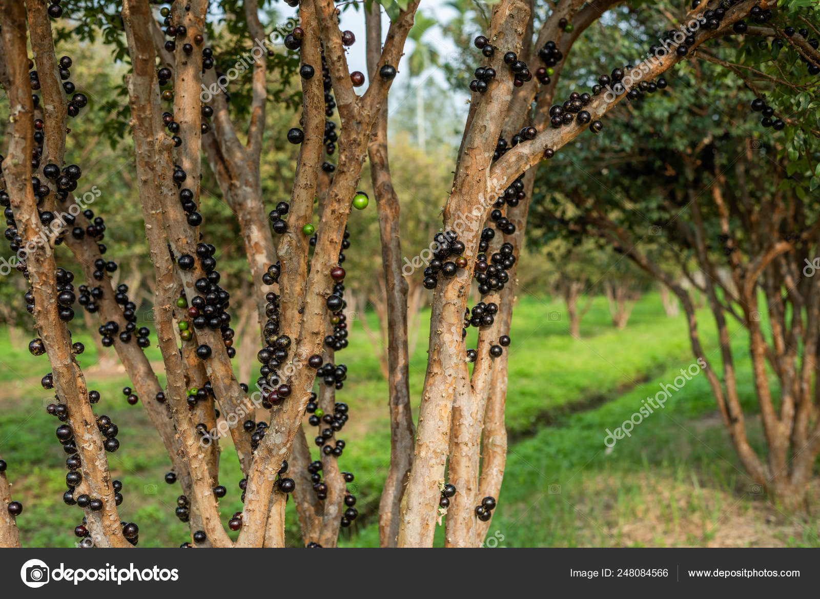Jabuticaba Tree