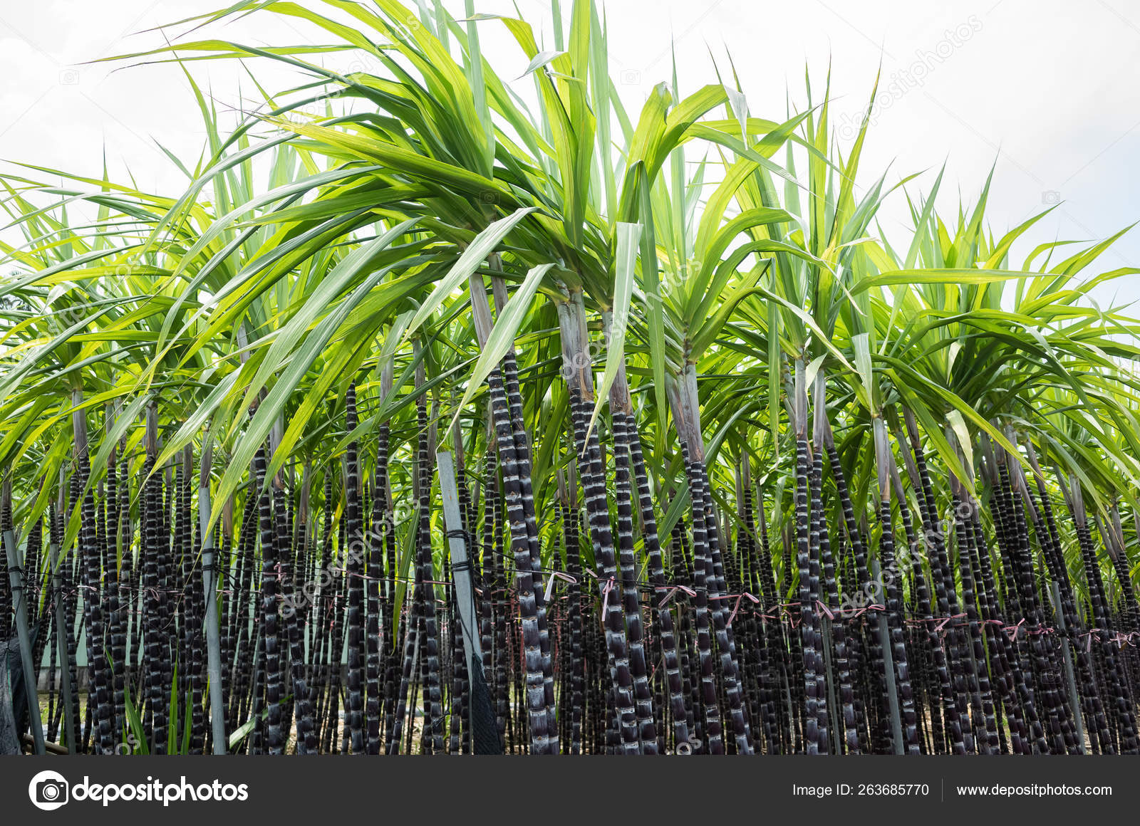 Farm of sugar cane tree Stock Photo by ©elwynn 263685770