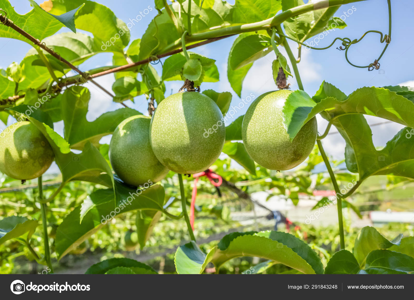 Farm of passion fruit cultivation on plastic net — Stock Photo © elwynn ...
