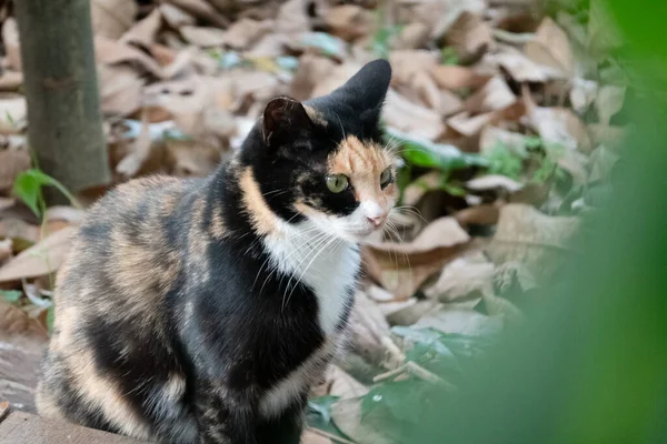 Stray Cats Tortoise Shell