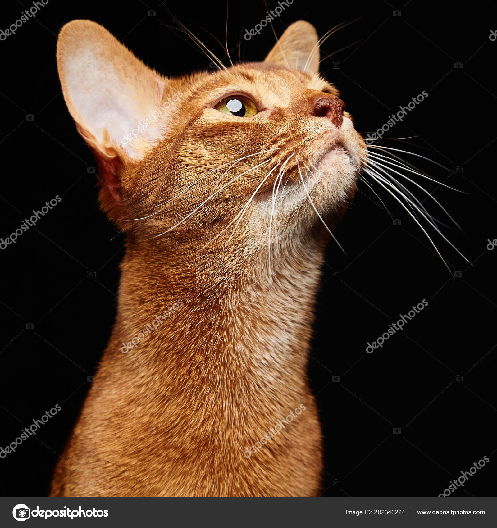 Portrait Beautiful Young Abyssinian Cat Close Red Cat Isolated Black ...