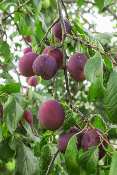 Plum tree cut Stok Foto, Plum tree cut Gambar Bebas Royalti | Depositphotos