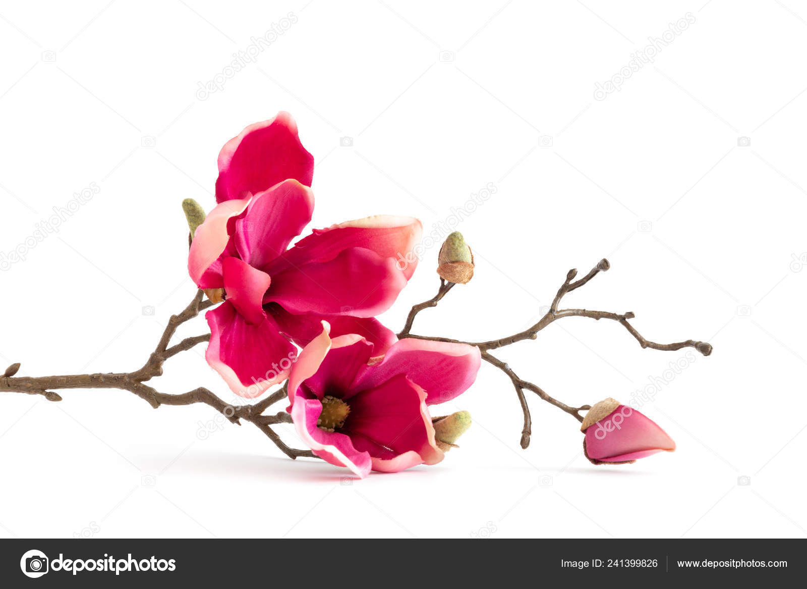 Red Magnolia Flower Pictures