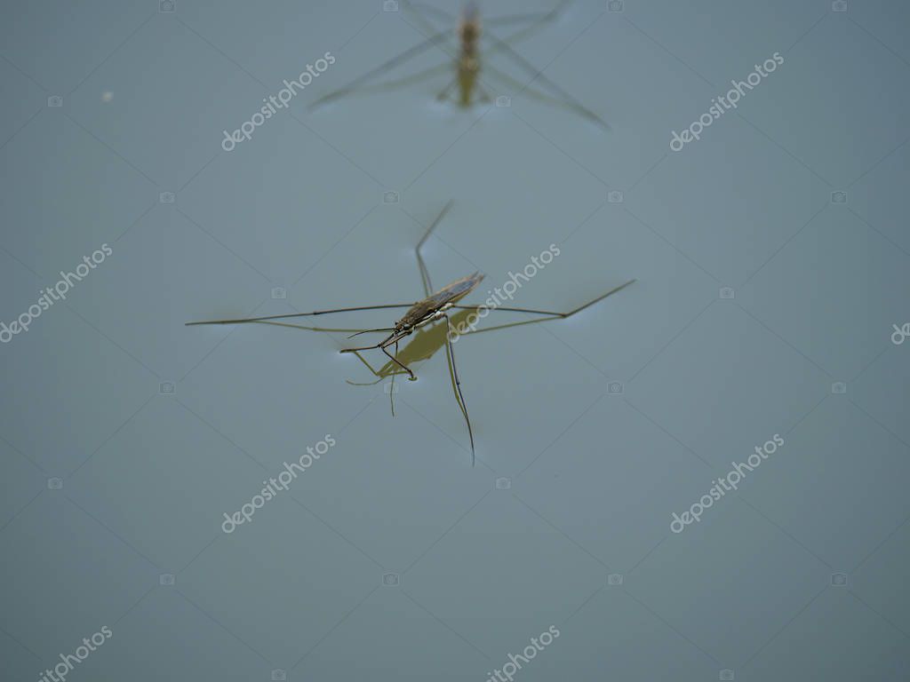 insecto gerris lacustris en el agua 2022